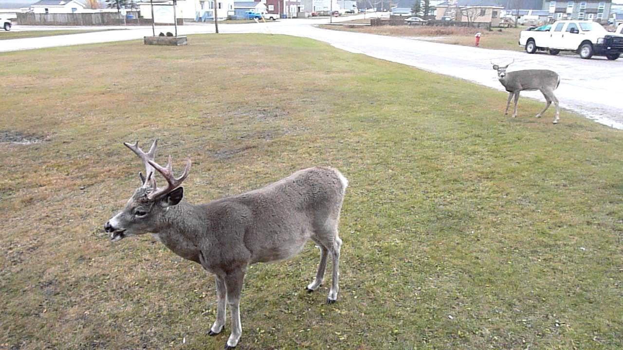 Ile d'Anticosti, Auberge de Port Menier - YouTube