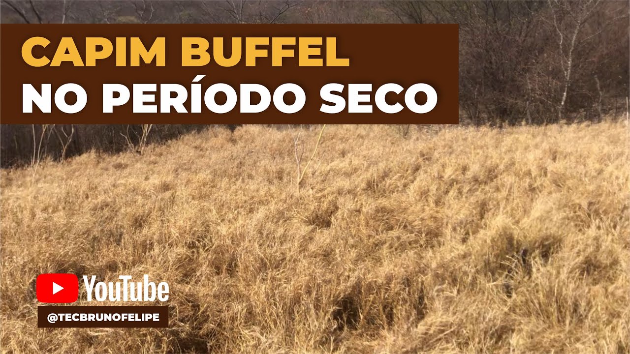 CAPIM BUFFEL | PERÍODO SECO - YouTube