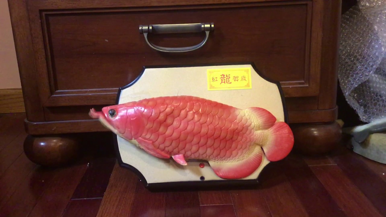 Singing Fortune Arowana - YouTube