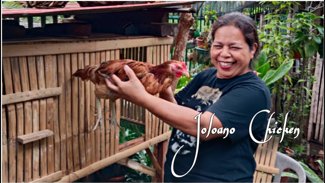 My Joloano Native Chicken || vlog 58 - YouTube