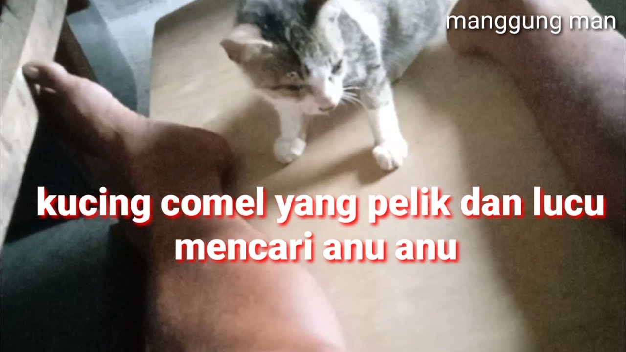 kucing nakal - YouTube