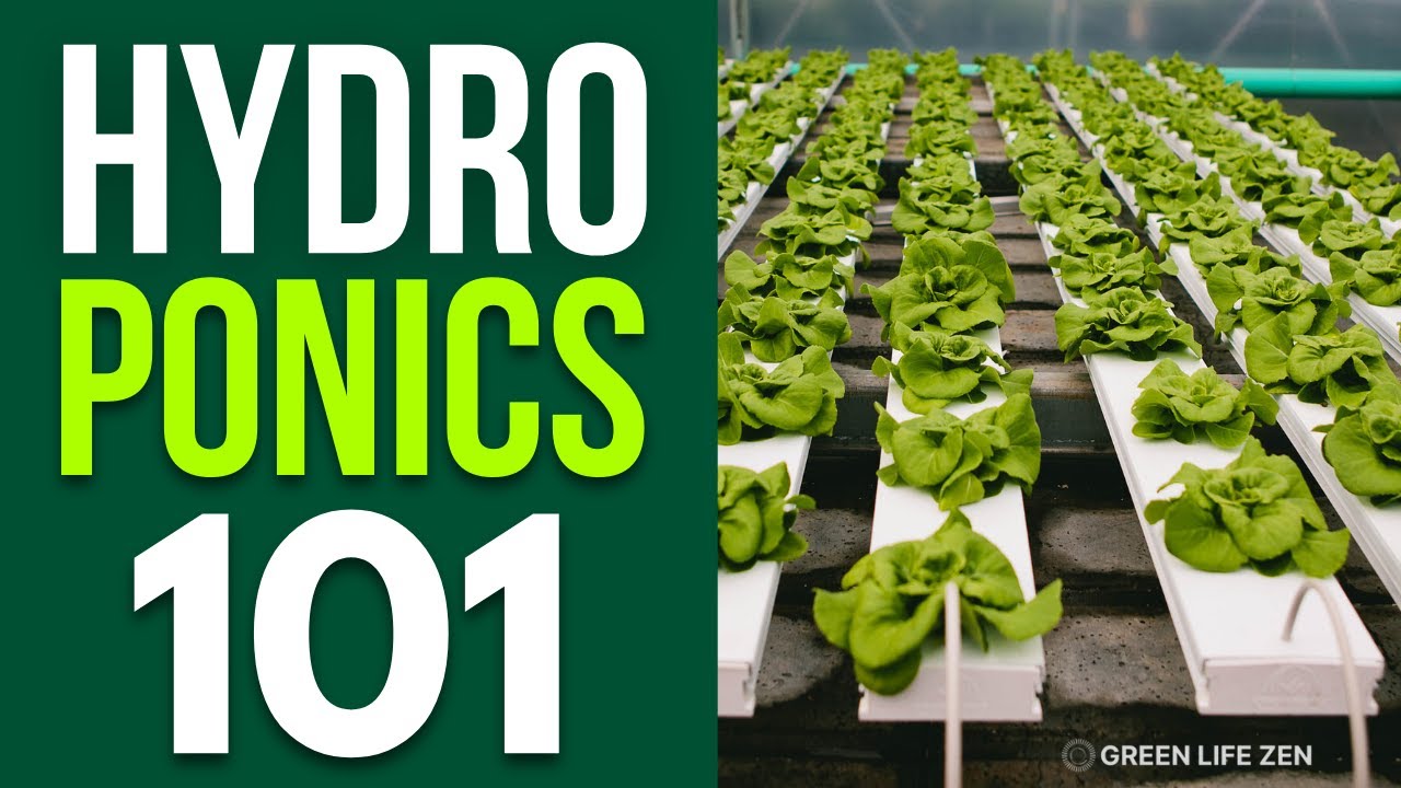 A Beginner's Guide To Building A Small Hydroponics System For Your Home ...