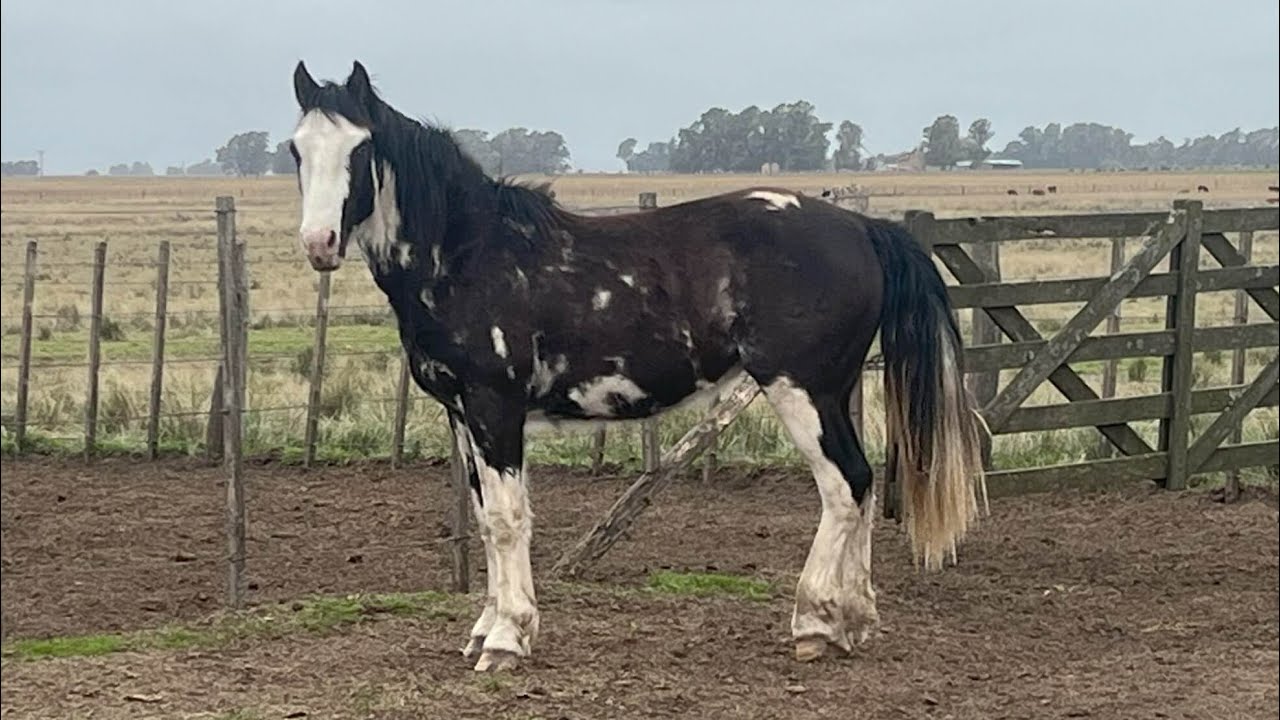 Potro overo negro entero criollo sin registrar - $1.500.000 ...