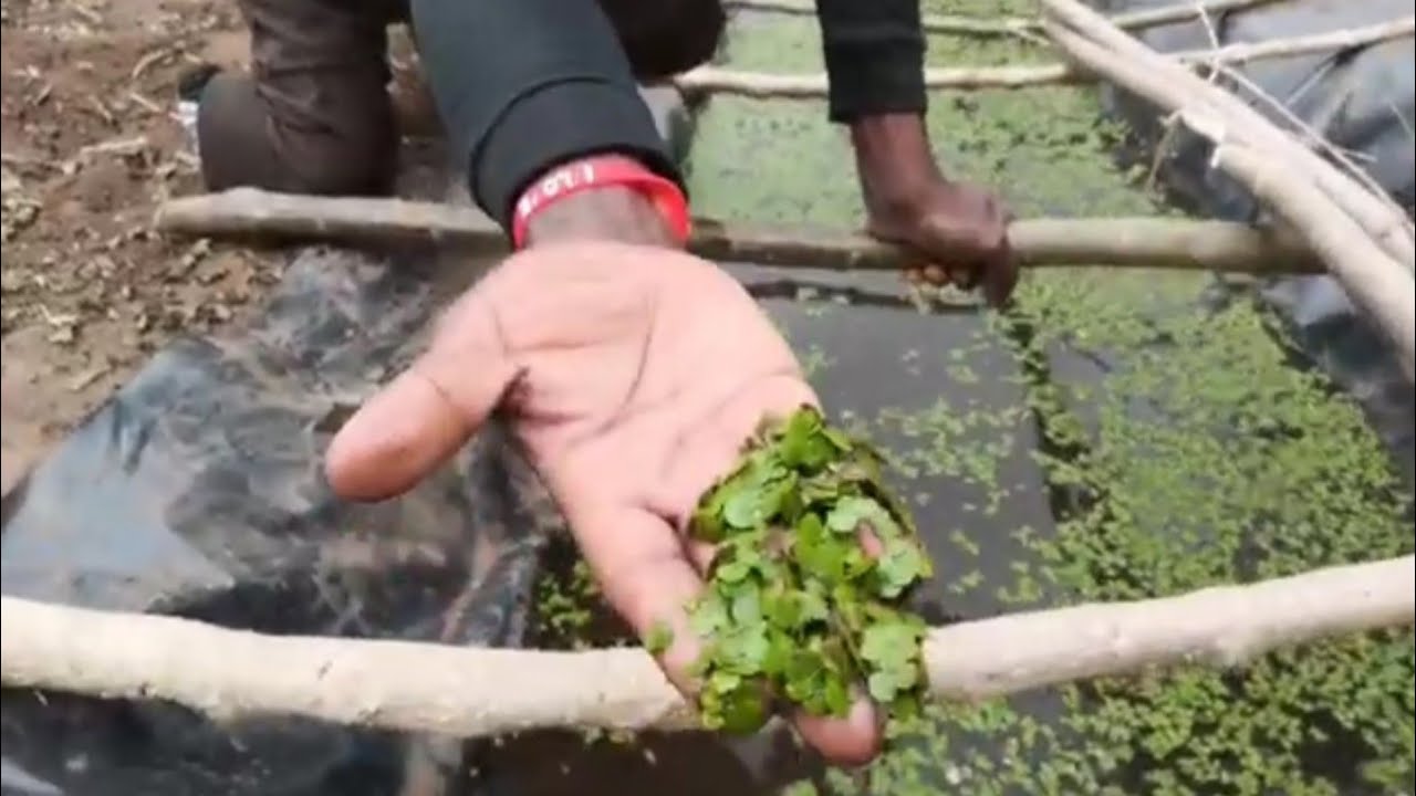 FEED LOCAL CHICKENS AZOLLA AND DUCK WEED - CUT 60% Feeding costs ...