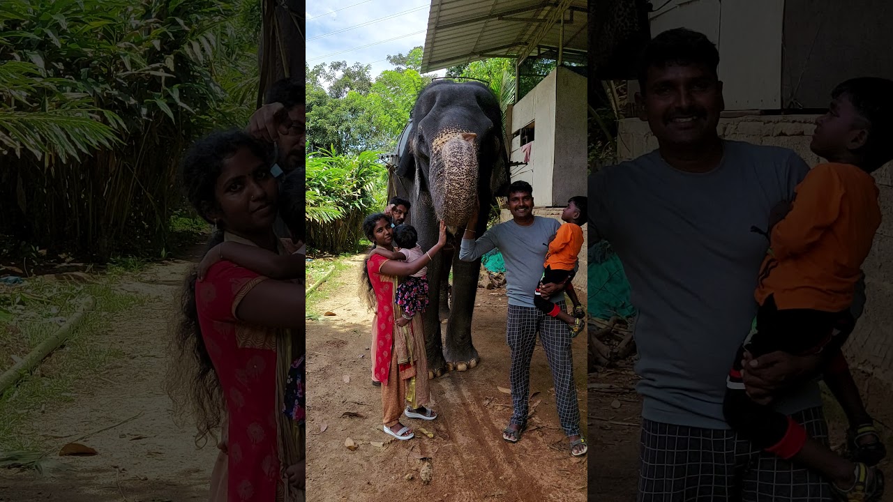 Kerala Tour Munnar Elephant Ride - YouTube