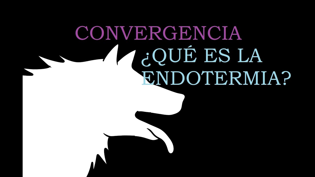 ¿Qué Es La Endotermia? - Convergencia - YouTube