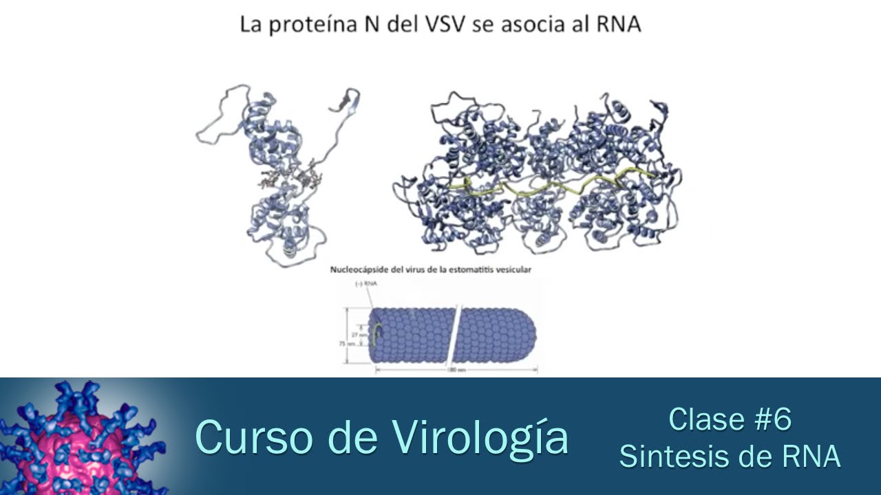 Clase #6 - Síntesis de RNA - YouTube