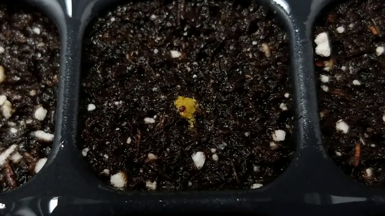 How to Properly Melt Seed Pellets - YouTube