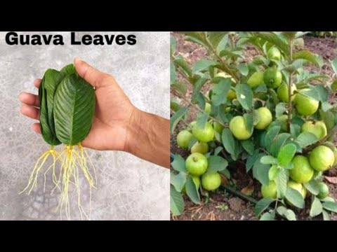 #guava_tree_from_leaves.how to grow trees from guava leaves.with 99% ...