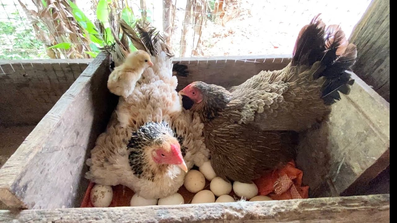 Two hen laying and hatching to chicks from eggs ...