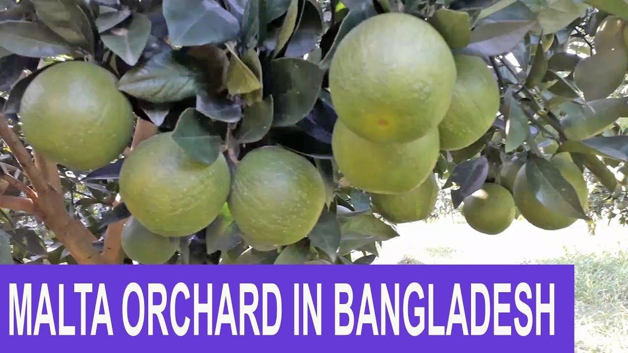 MALTA ORCHARD IN BANGLADESH || THE LARGEST MALTA FARMING - YouTube