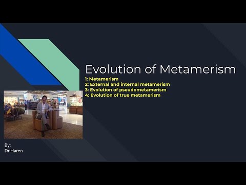 Evolution of Metamerism - YouTube