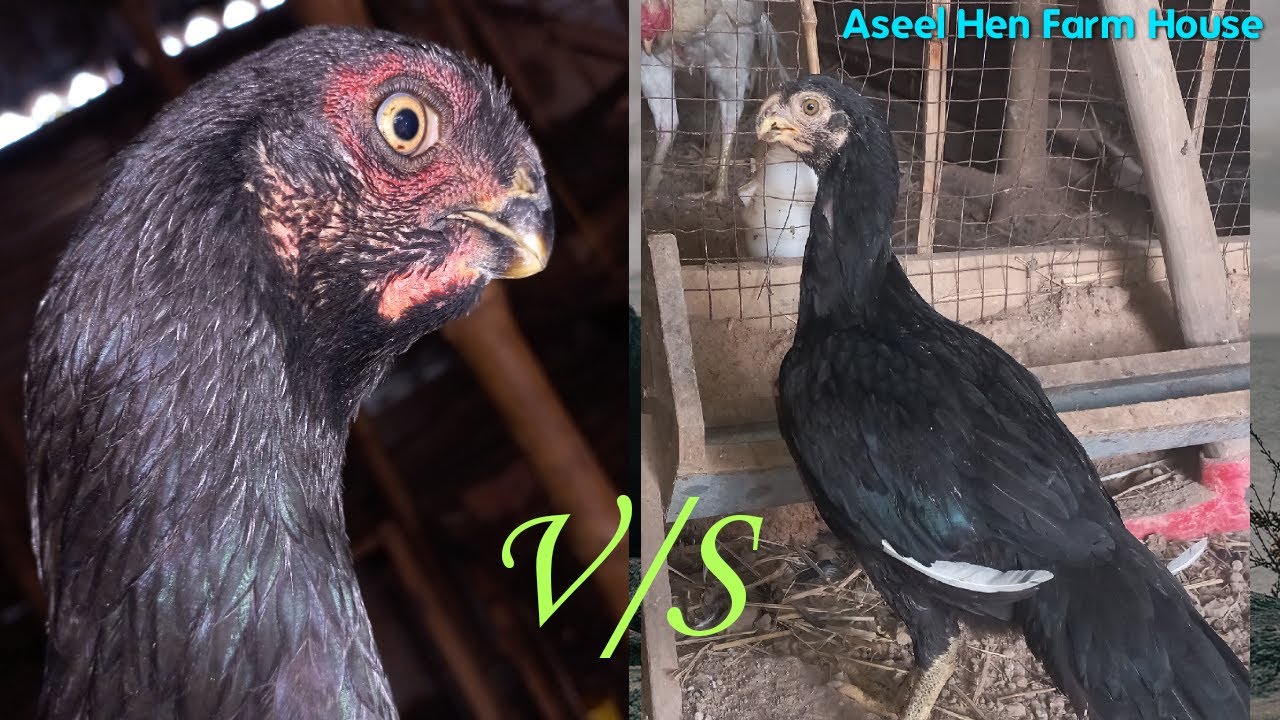 Parrot nose aseel hen//Top quality parrot beak long t asee farm// - YouTube