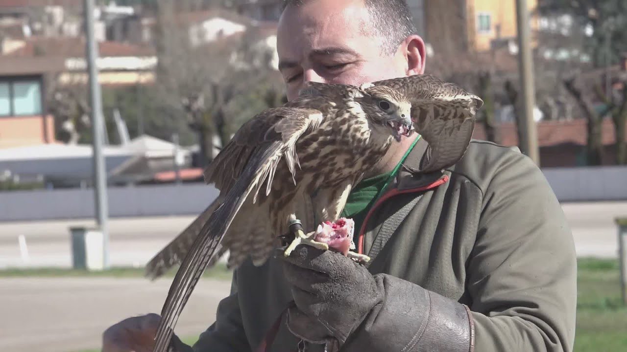 Al Sesana l' Italian Falcon Race - YouTube