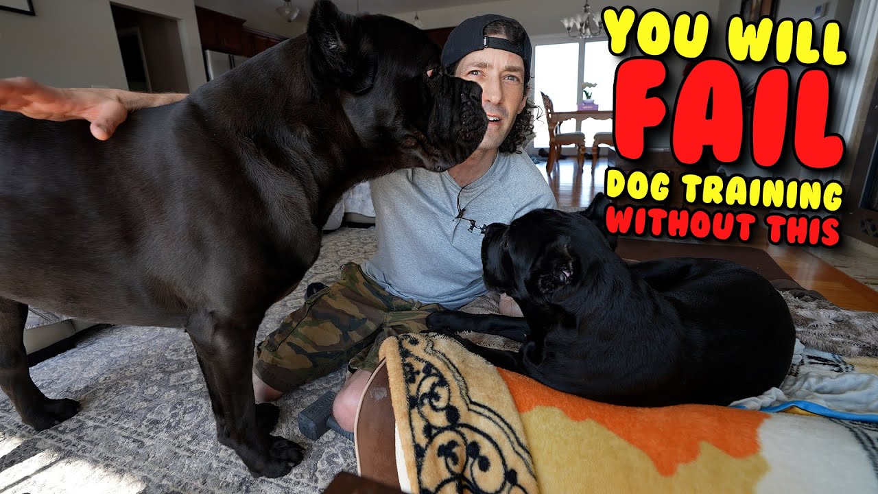 You Will FAIL Dog Training Without This - My Purpose - Corso - YouTube