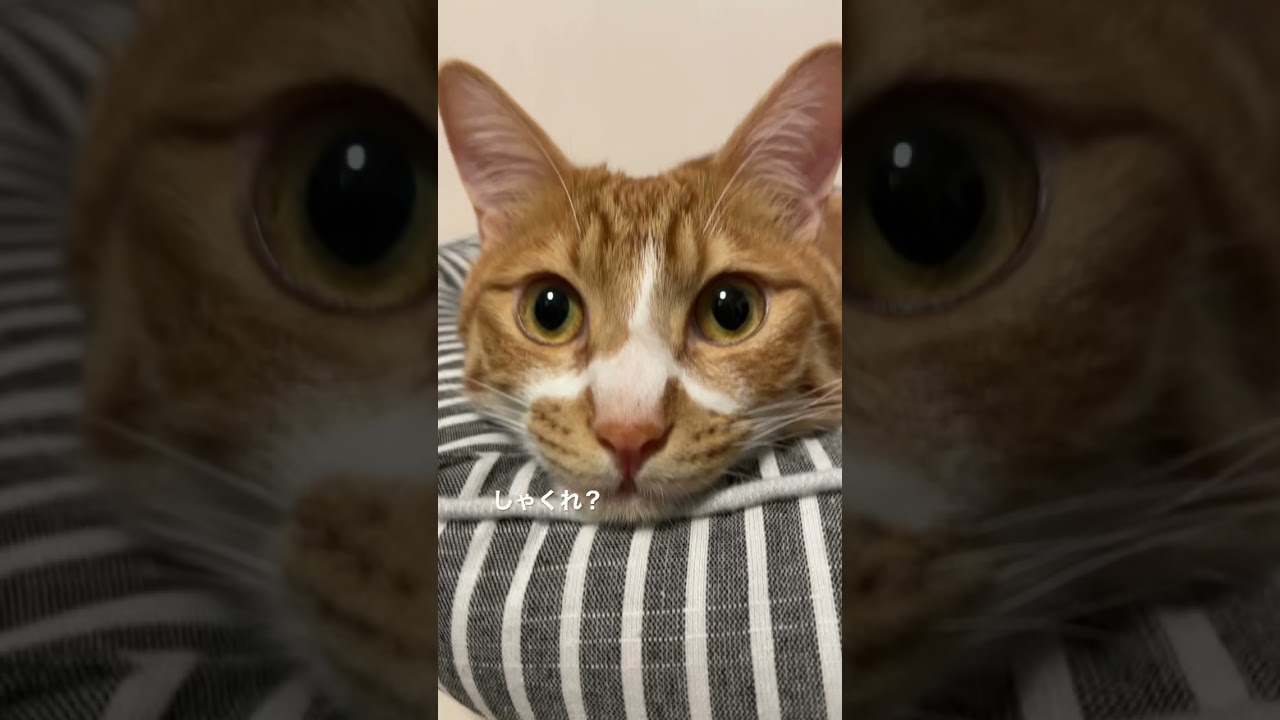 可愛すぎるしゃくれ猫 (A cute cat with a squashed jaw) - YouTube