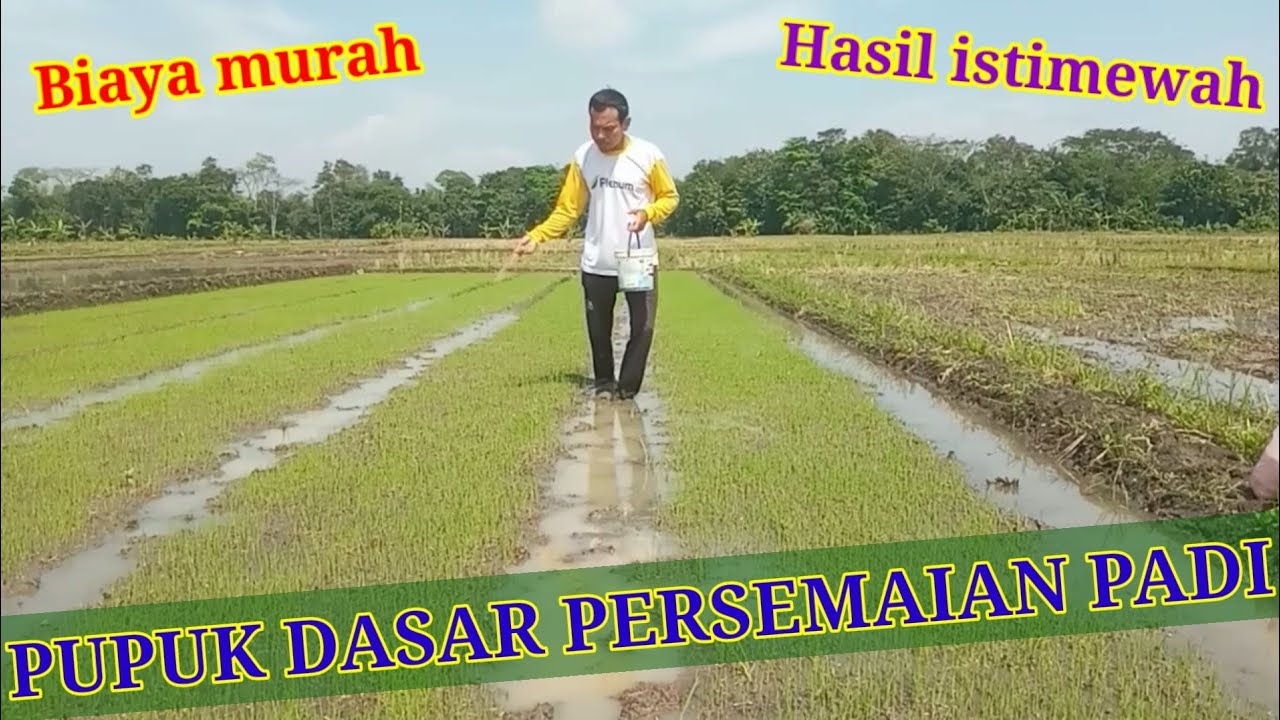 Pemupukan dasar pada persemaian padi - YouTube