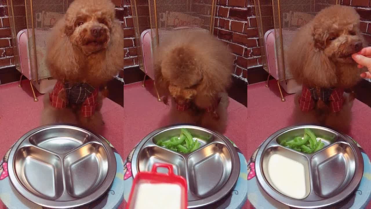 Best ASMR Dog in The World 216 - YouTube