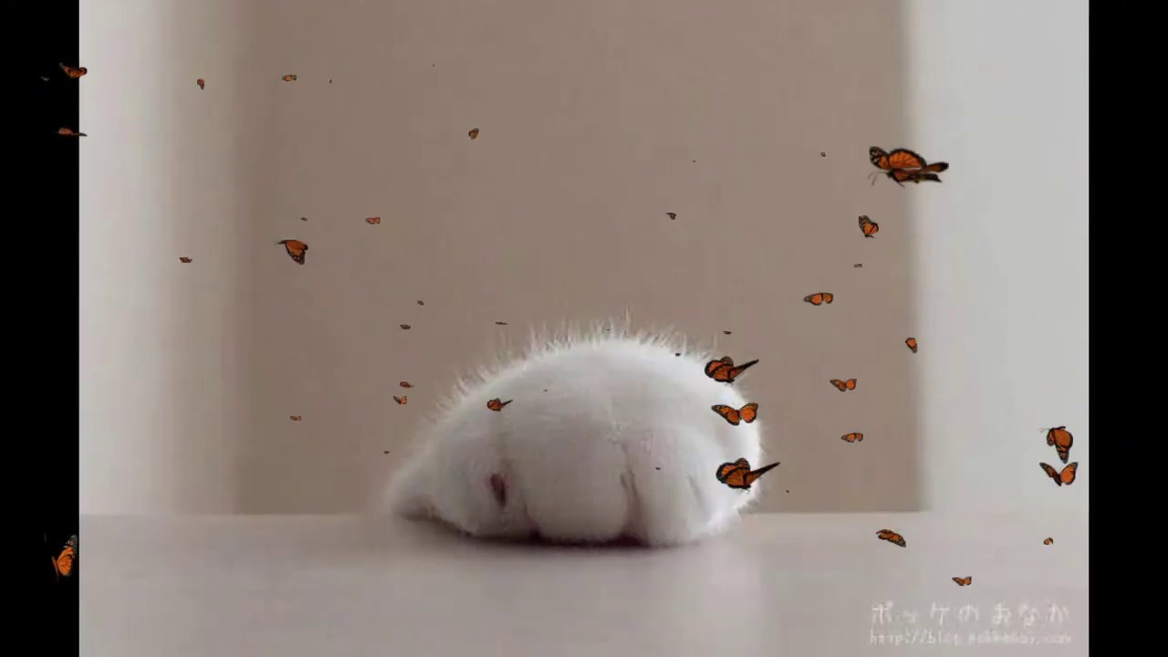 cats (intro) - YouTube