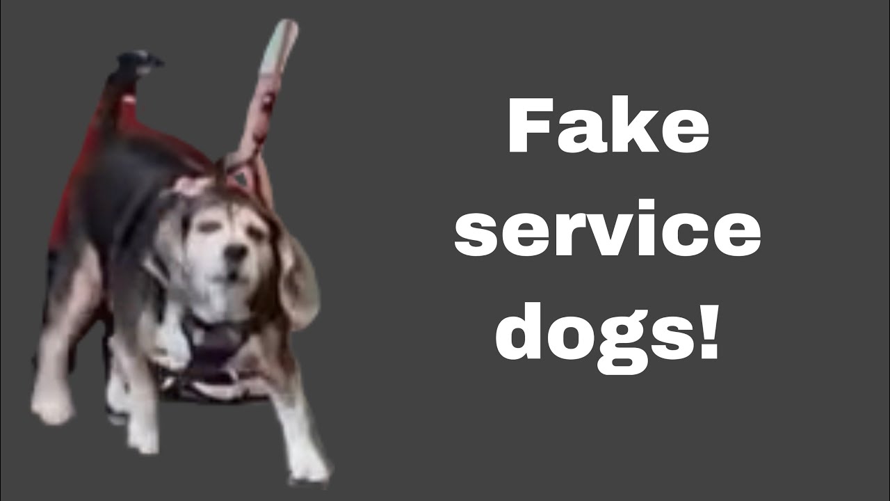 Fake service dog compilation - YouTube