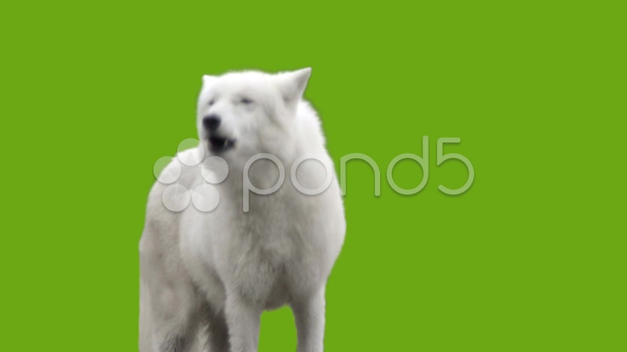 White Wolf Howls - Green Screen. Stock Footage - YouTube
