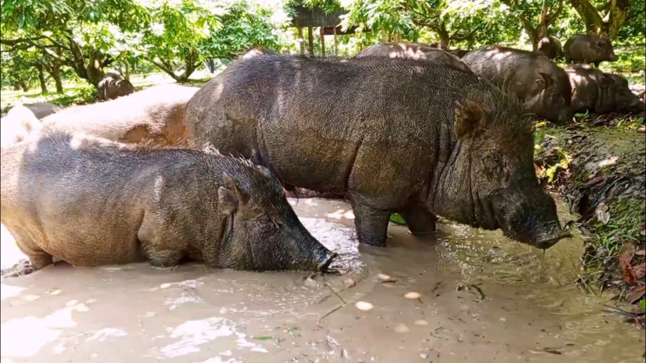 Most beautiful wonder pigs farming in bangladesh || Natural pigs ...