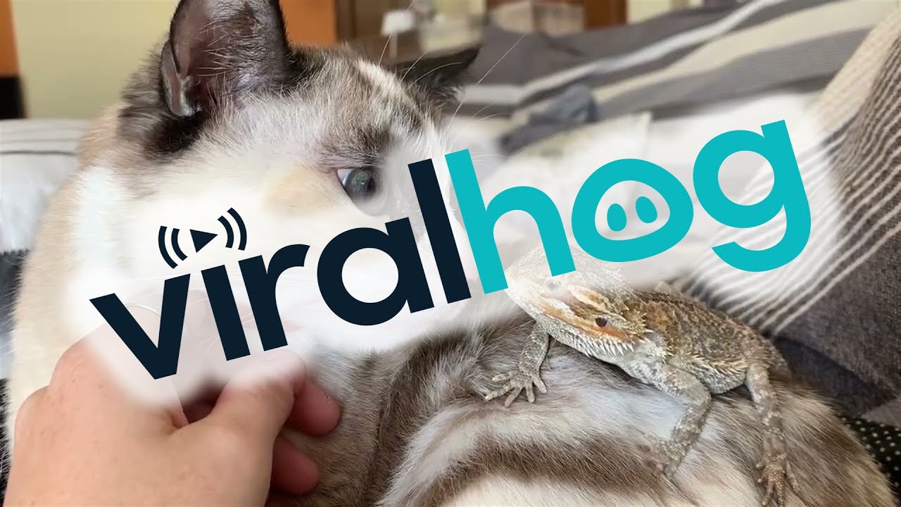 Cat and Lizard Become Friends || ViralHog - YouTube