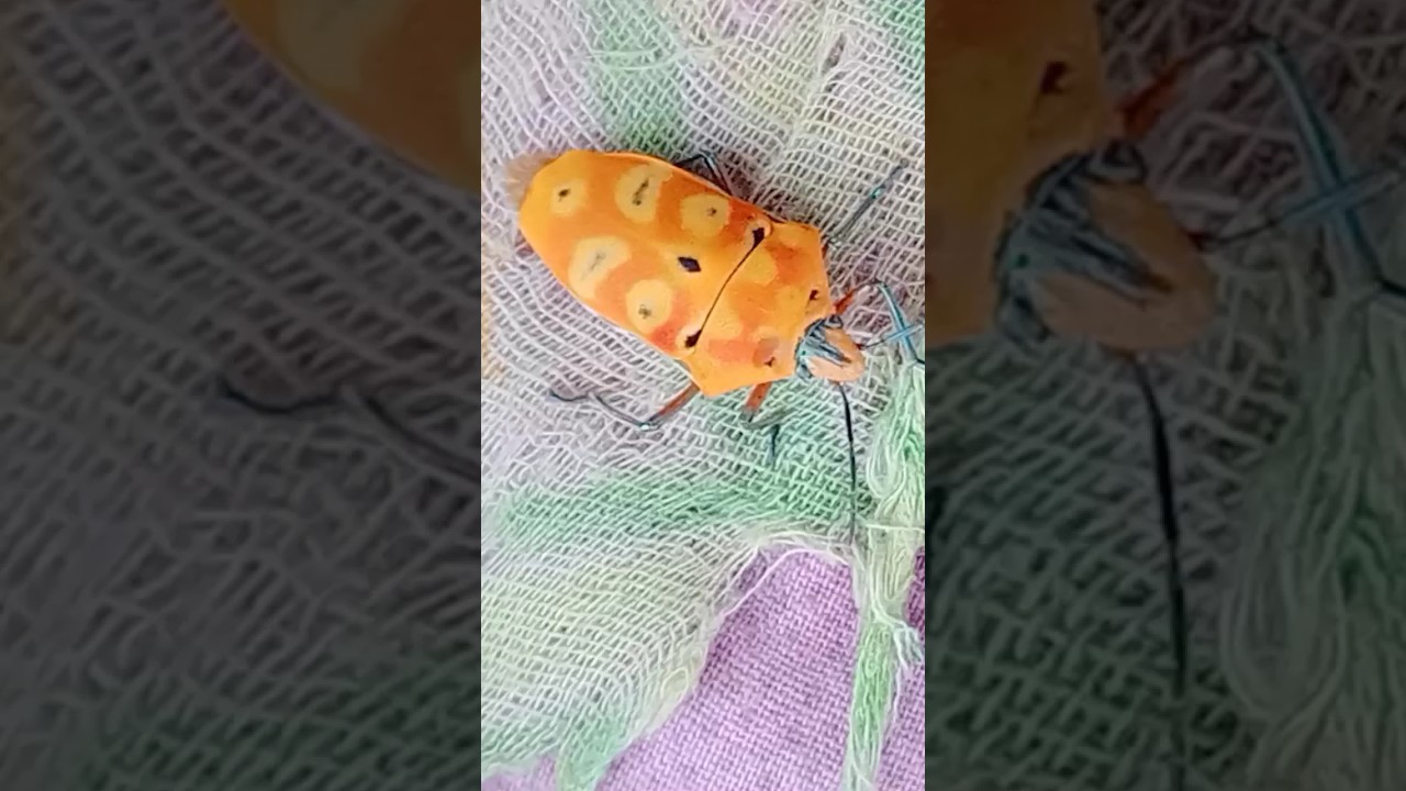 insect crying like a baby girl - YouTube