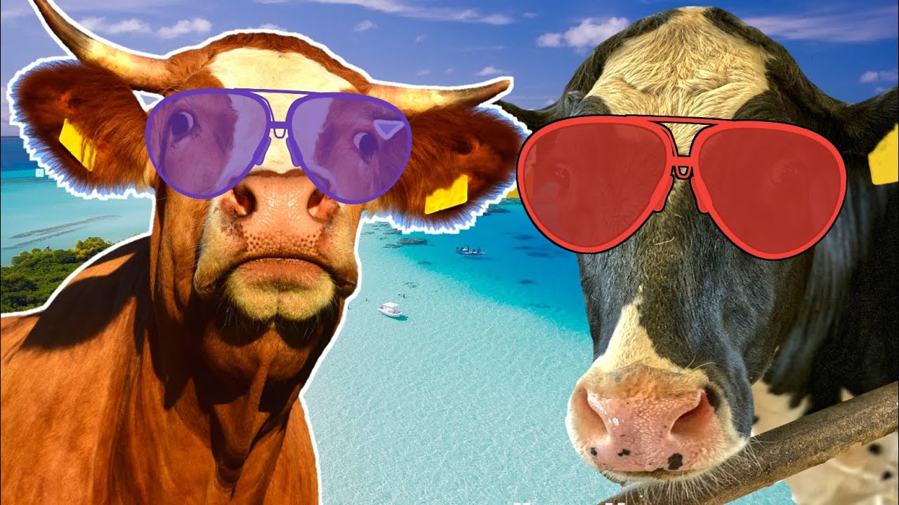 Funny Cow Dance Video With Cow Song & Cow Sound Effects|Cow Videos ...