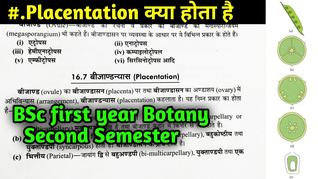 What is Placentation || Marginal Placentation || Axile || Parietal ...