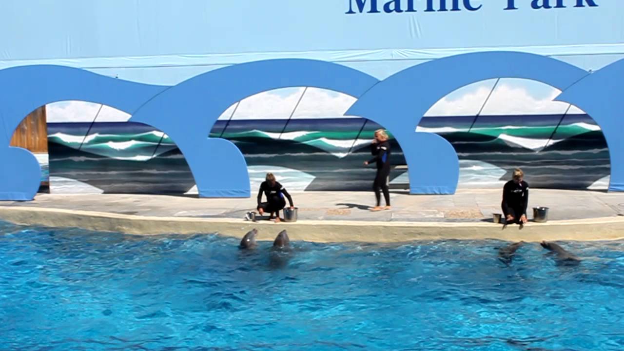 Gulf World Marine Park dolphin show 10/16/2011 - YouTube
