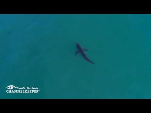 Carpinteria White Sharks - YouTube