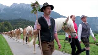 The cattle drive of the Tyrolean Haflinger in Ebbs/Tyrol (Fohlenhof Ebbs)