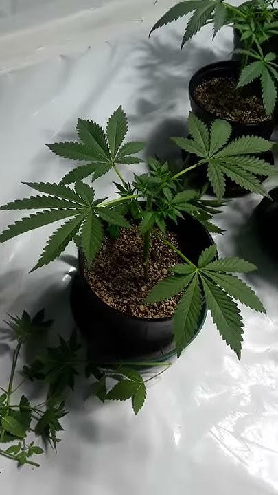 Topping Cannabis Plants by Clover feat. Tga Subcool Seeds Tinto de ...