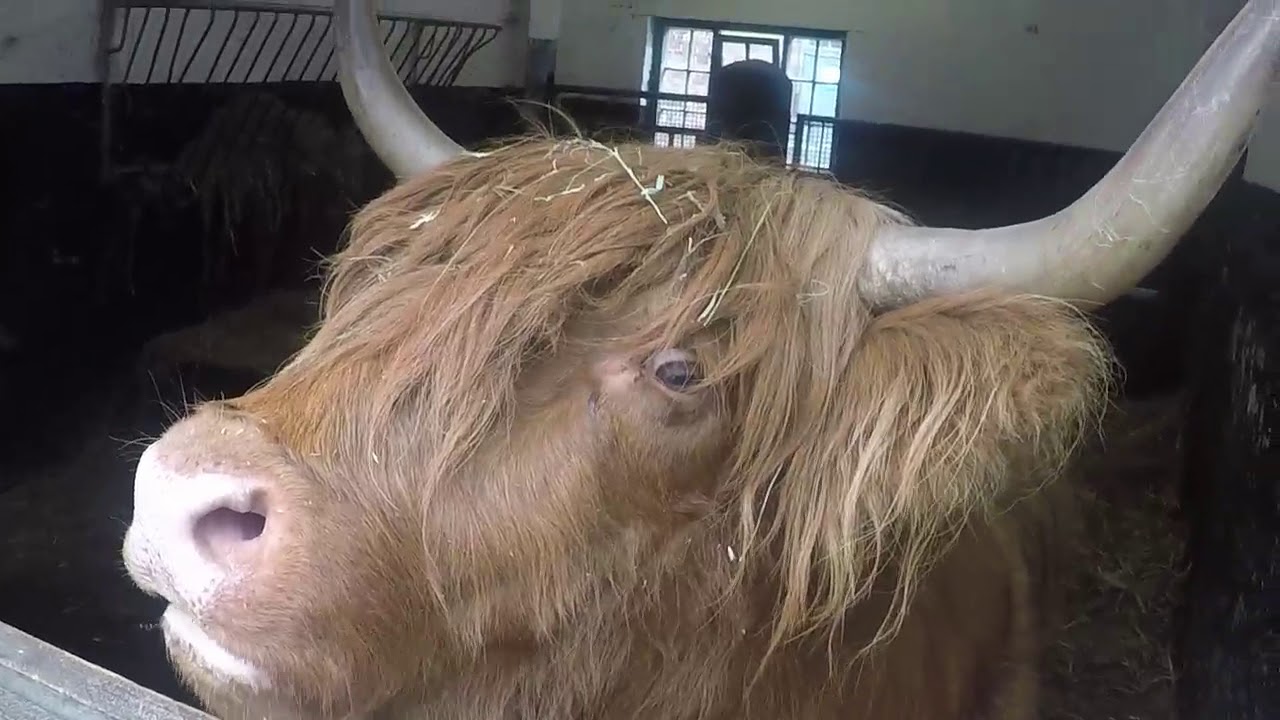 Croxteth Park Farm - YouTube