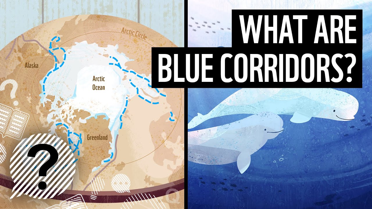 What is a blue corridor? | WWF - YouTube