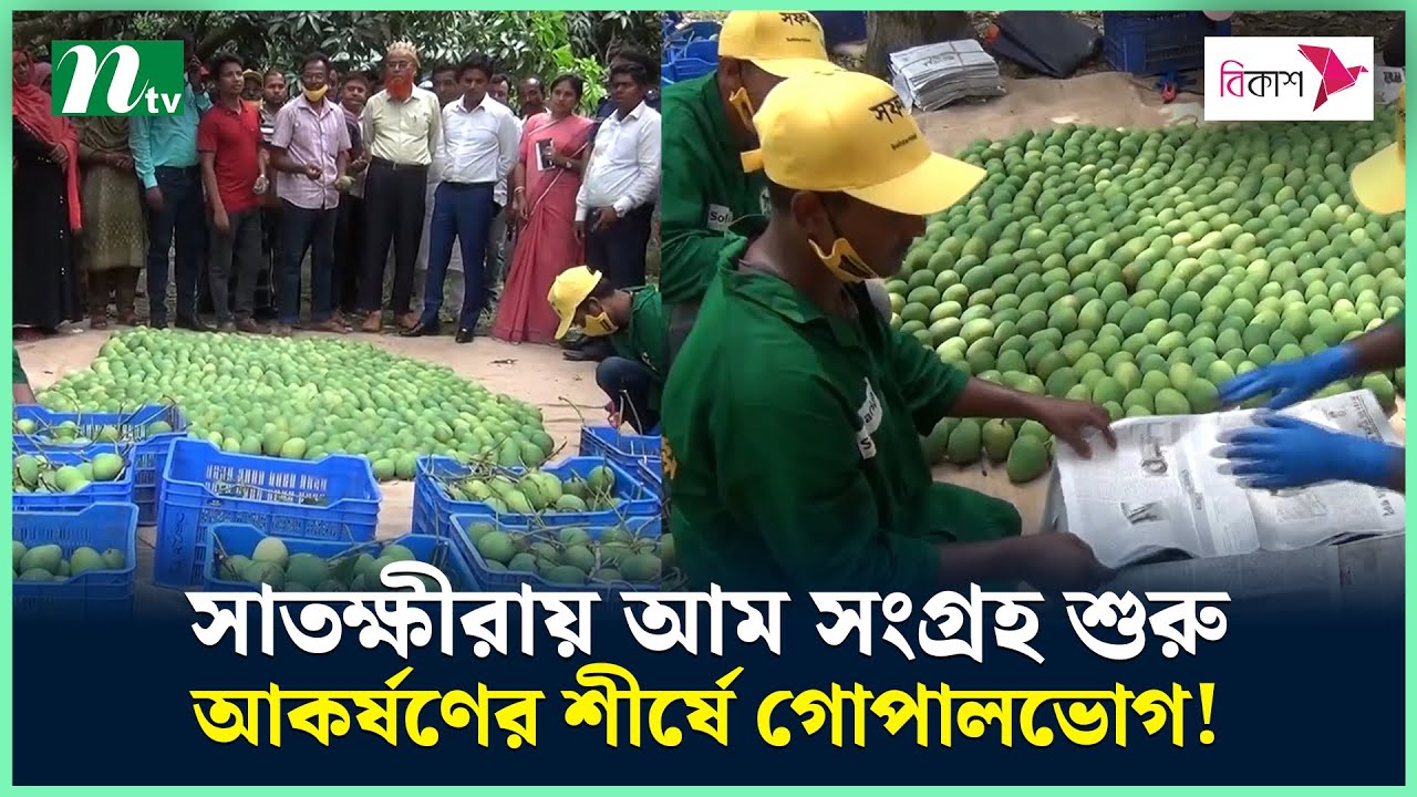 সাতক্ষীরায় আম সংগ্রহ শুরু, আকর্ষণের শীর্ষে বিখ্যাত গোপালভোগ ...