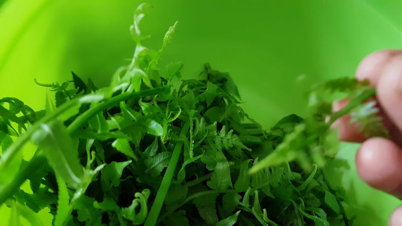 PUCUK PAKU ULAM KAMPUNG😀😀😀 - YouTube