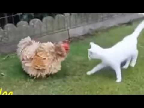 Cat and Rooster Funny Fights | Funny Animals Video | Funny Cats Video ...