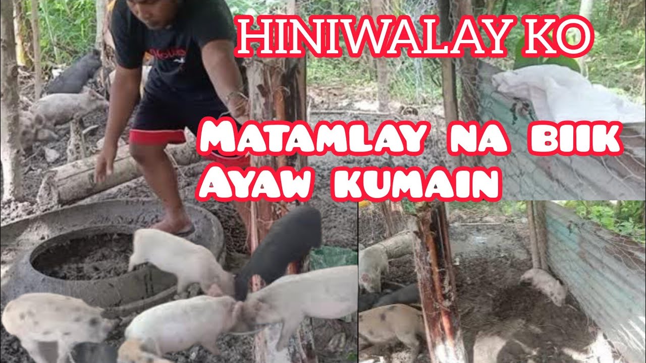 HINIWALAY KO ANG MATAMLAY NA BIIK AYAW KUMAIN - YouTube