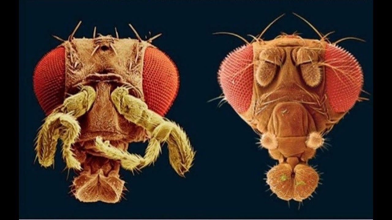 Genes Hox 🧬 - YouTube