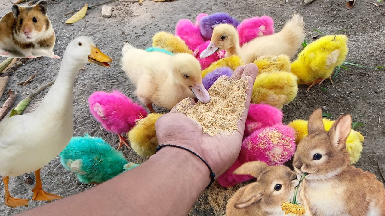 Tangkap ayam teletubbies, ayam rainbow, dan memberi makan bebek. eps10 ...