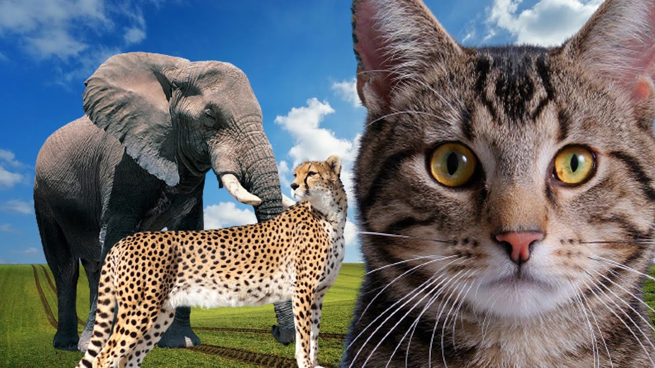 Let's learn animal voices - cats, elephants, tigers, dogs, and many ...