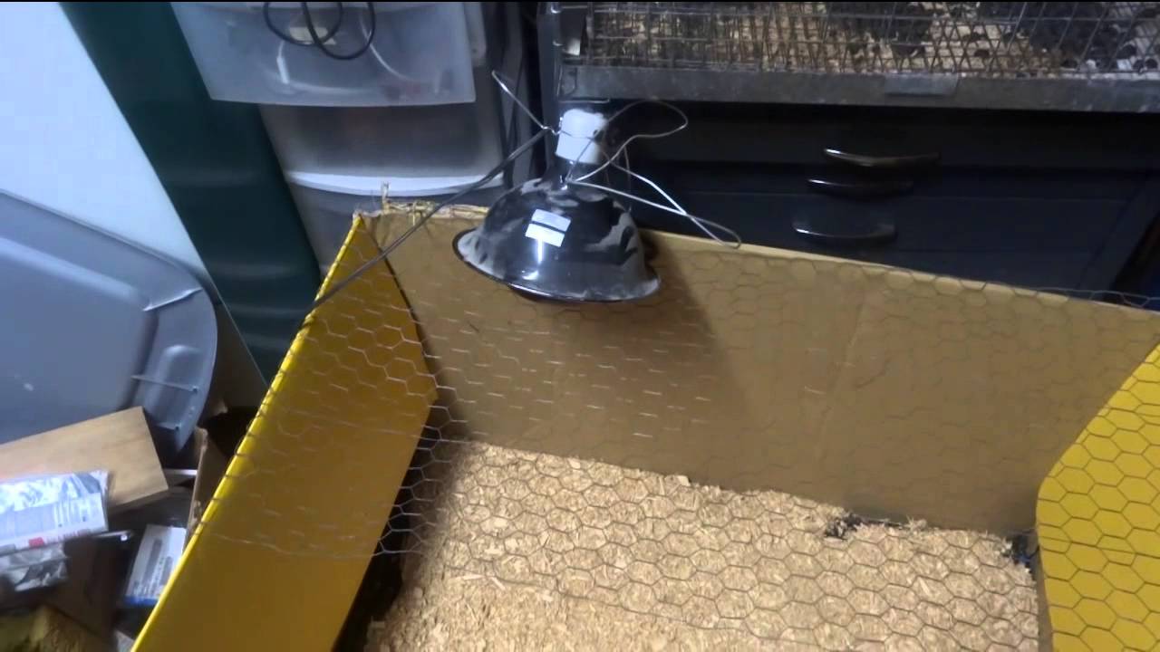 how to set up a brooder - YouTube