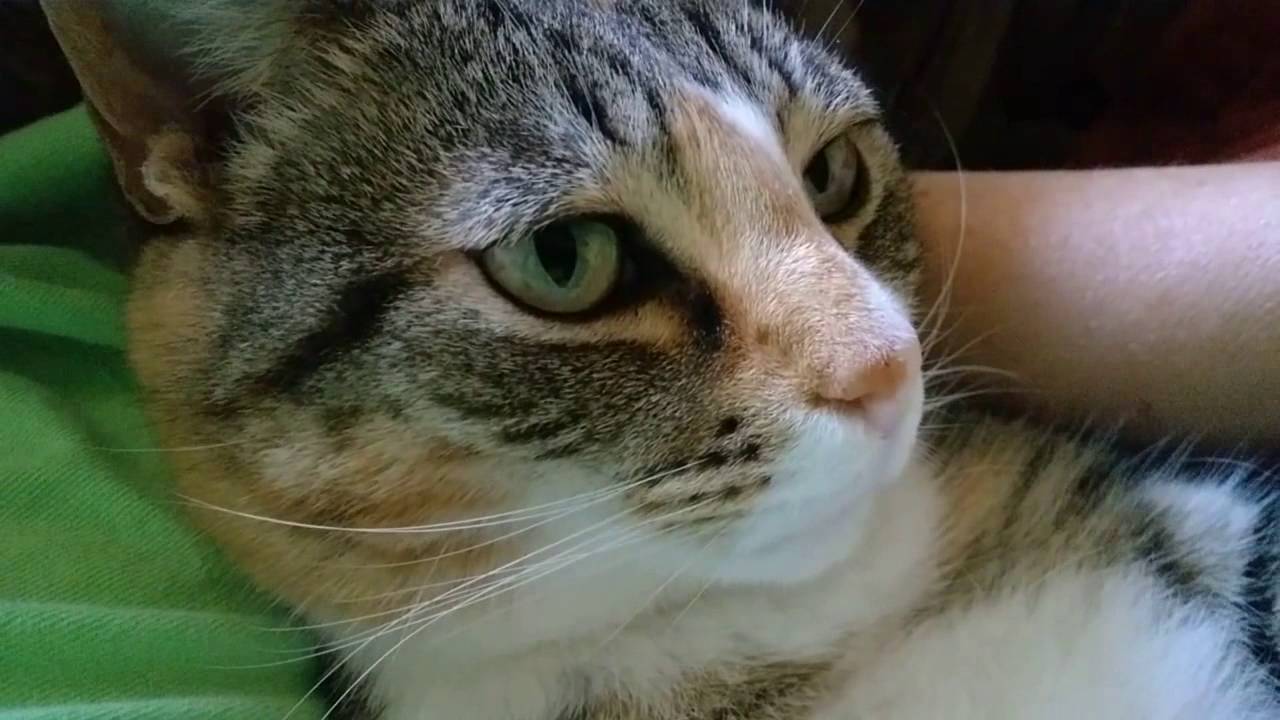 Za Za Zoo Zoo Spoiled Rotten...Disgusting - YouTube