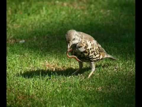 Strazdas Giesmininkas - YouTube