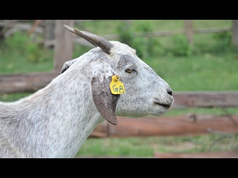 How to Select the best Breeding Goats for your Farm