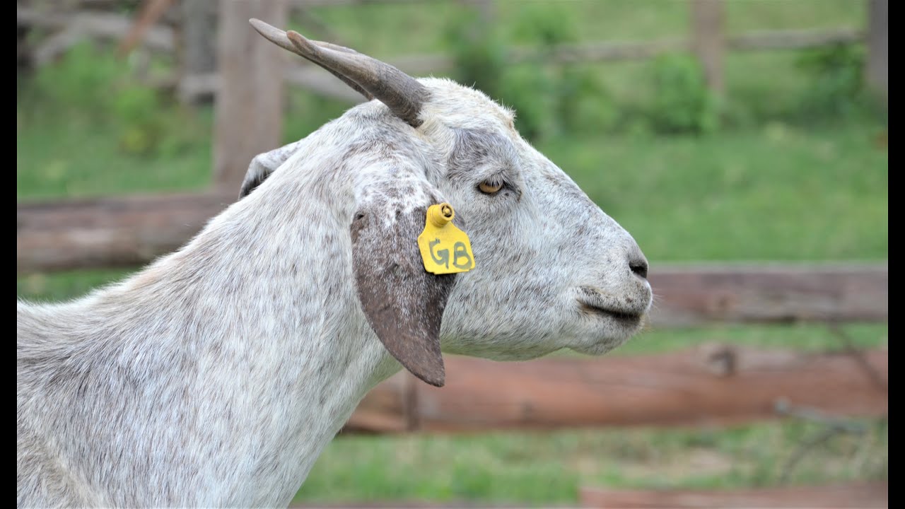 How to Select the best Breeding Goats for your Farm - YouTube