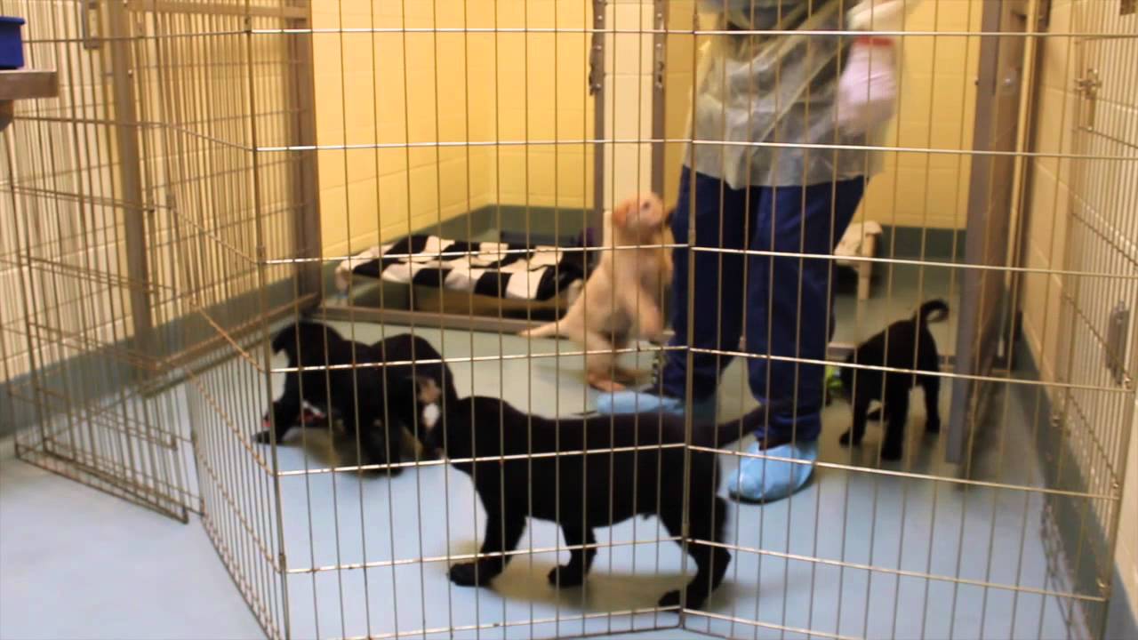 puppy quarantine enrichment - YouTube