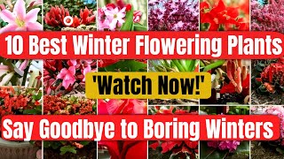 Winter Flowering Plants (Permanent long lasting flowers)